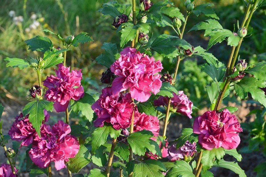 Hibiscus Syriacus French Cabaret® Red Pbr Mindour1 Van Vliet New